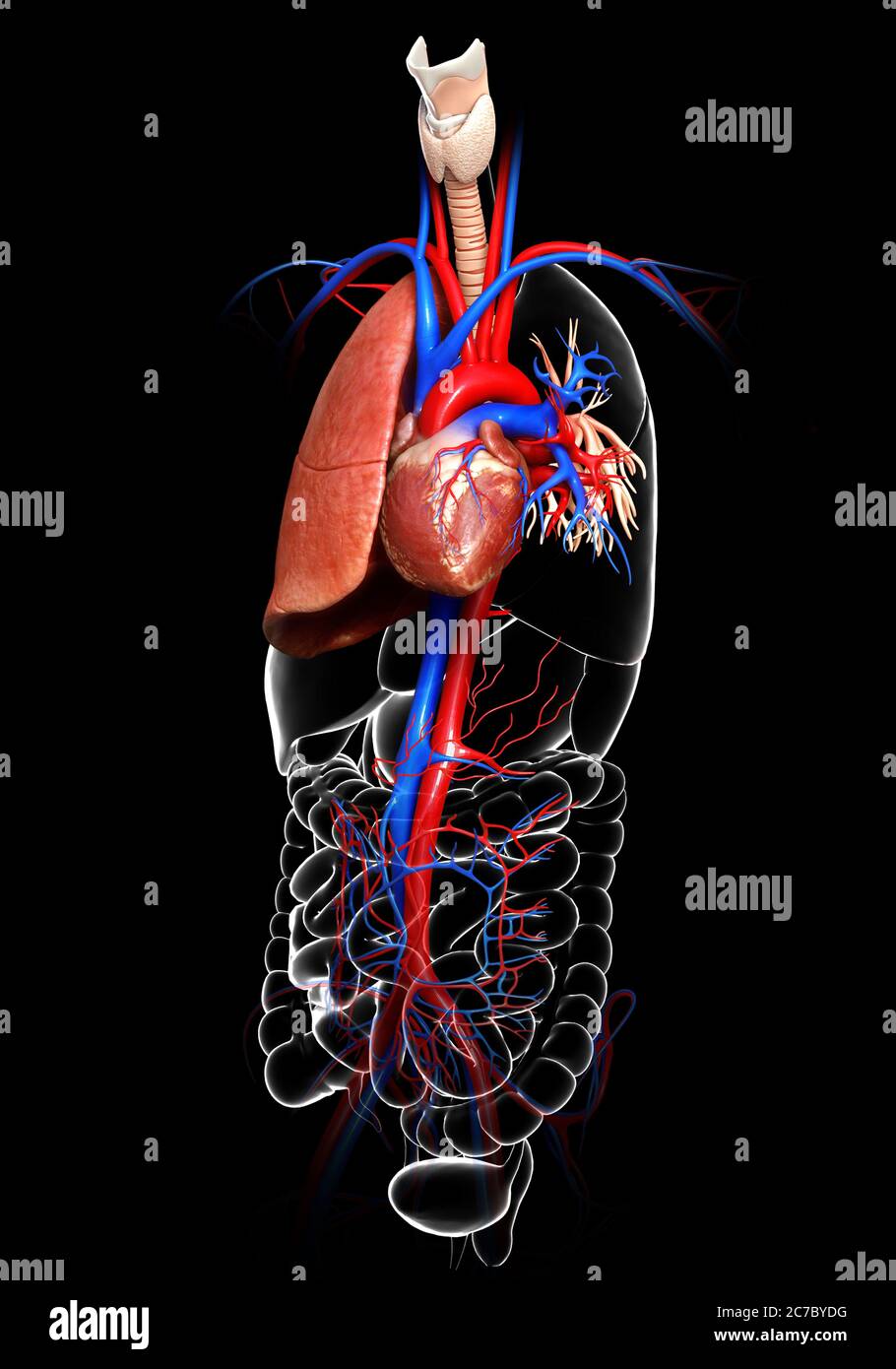 3d rendered, medically accurate illustration of a lung anatomy Stock ...