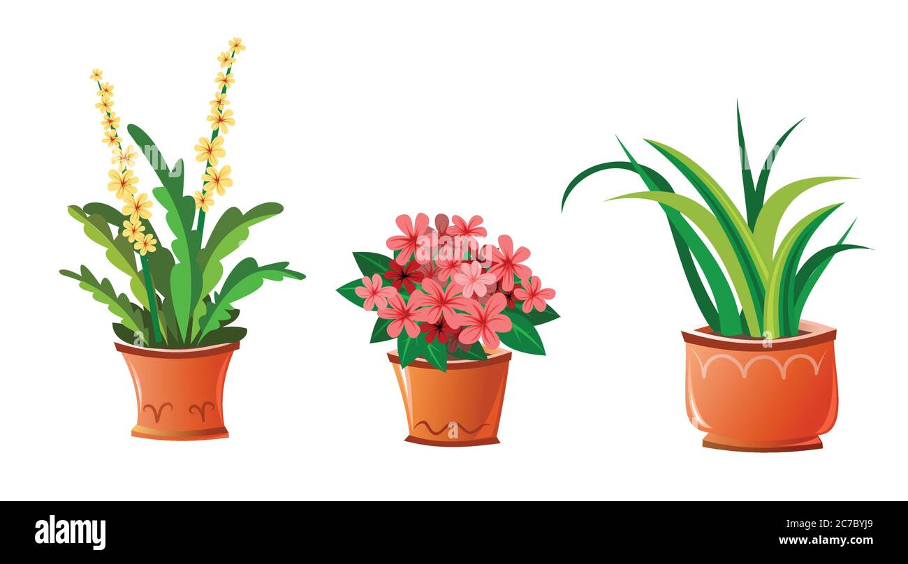 Indoor houseplant flowers in clay ceramic pots. Set. Isolated vector ...