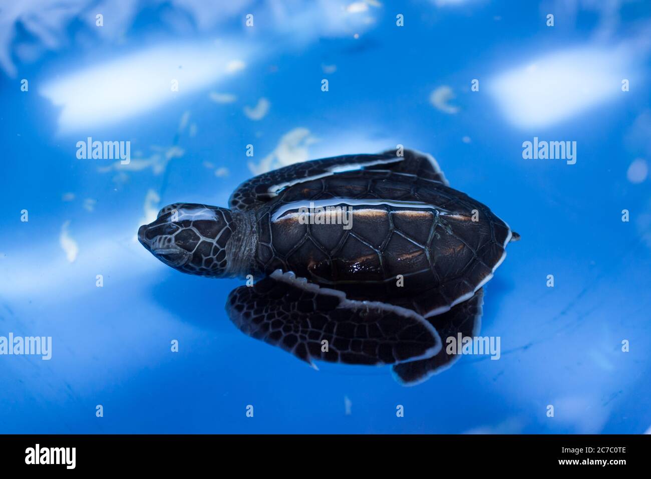 Brown Sea Turtle High Resolution Stock Photography and Images - Alamy