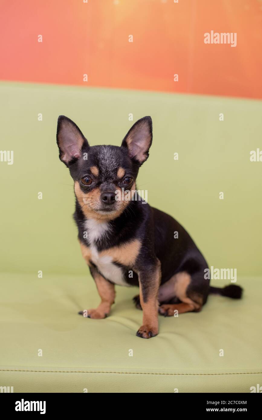 Beautiful chihuahua dog. Animal portrait. Stylish photo. Chihuahua ...