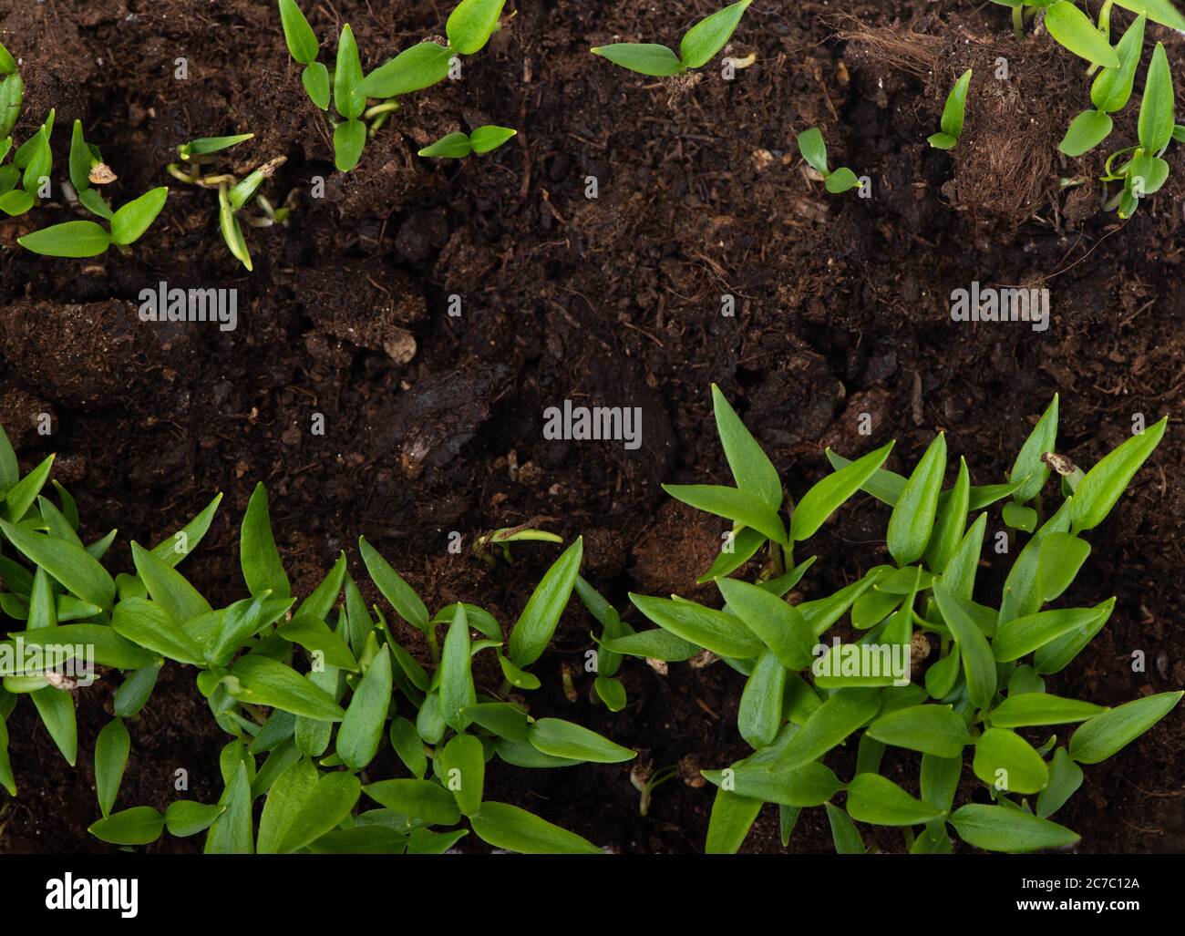 Pepper sprouts in dirt outdoors, top view Stock Photo - Alamy