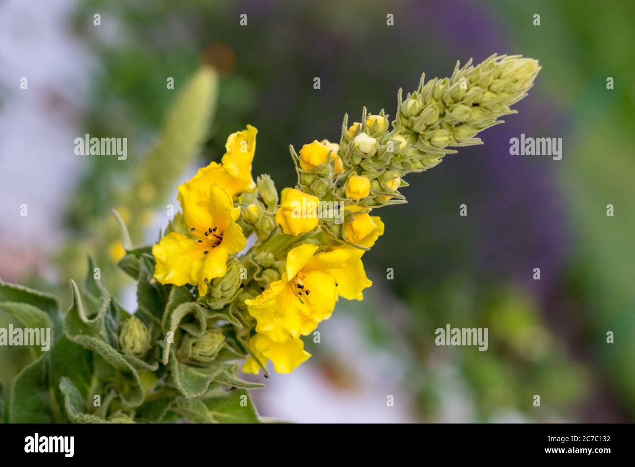 Mullein flower wildflower plant hi-res stock photography and images - Alamy