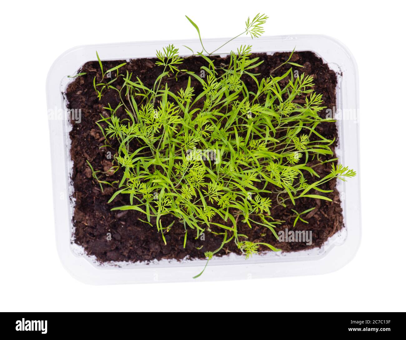 Young dill seedlings in a transparent plastic container isolated over ...