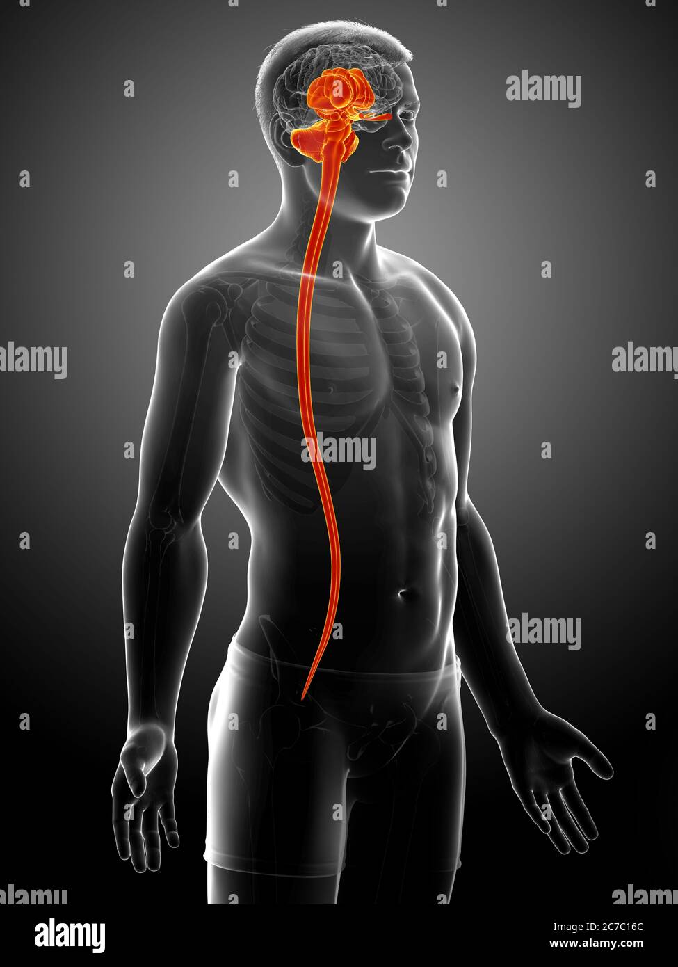 3d rendered medically accurate illustration of a male interior brain ...