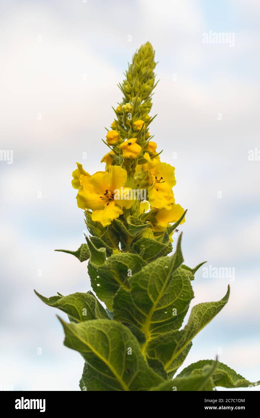 Wildflower garden sky hi-res stock photography and images - Alamy