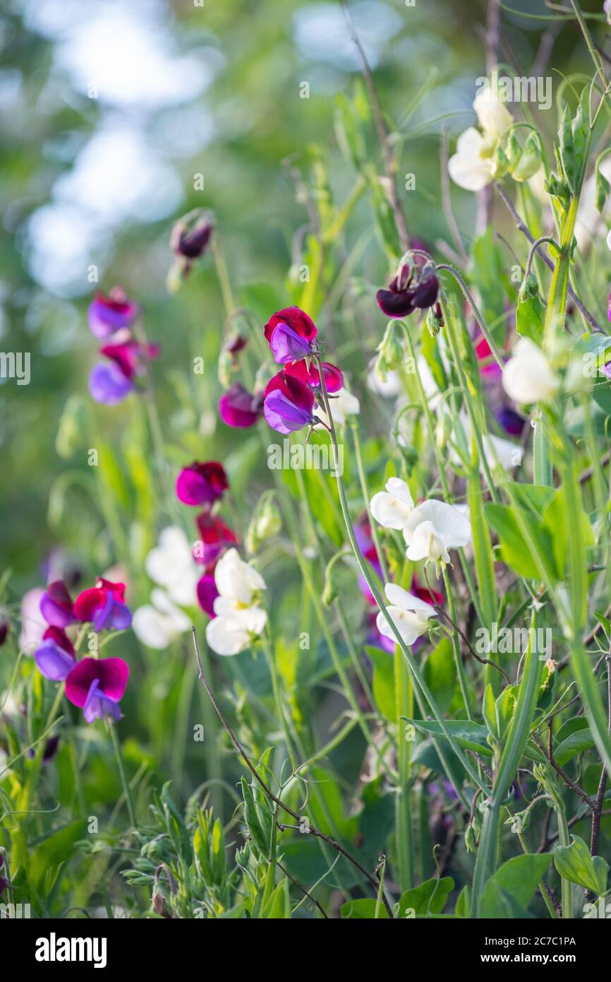Sweet peas hazel supports hi-res stock photography and images - Alamy