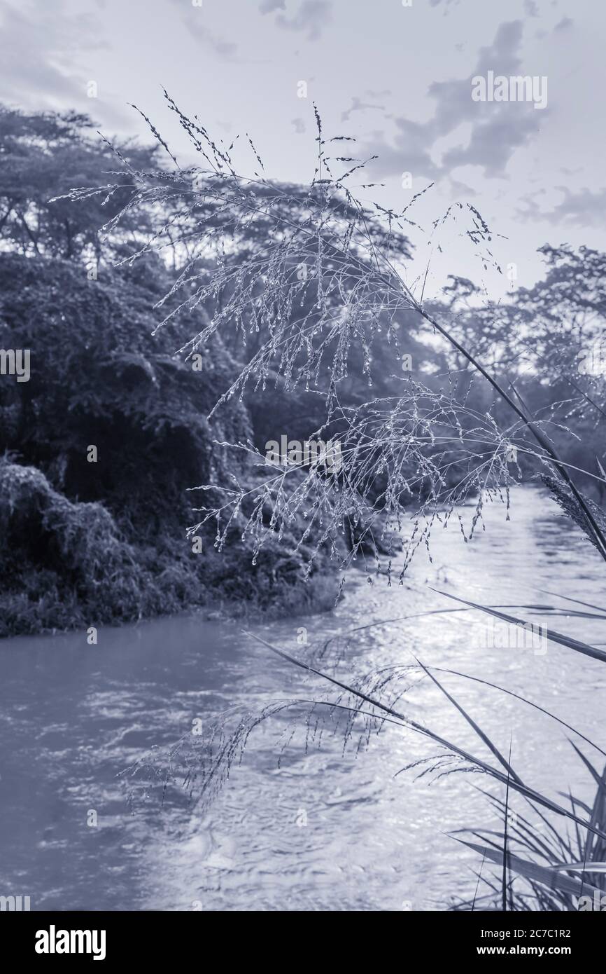 Ishasha river hi-res stock photography and images - Alamy