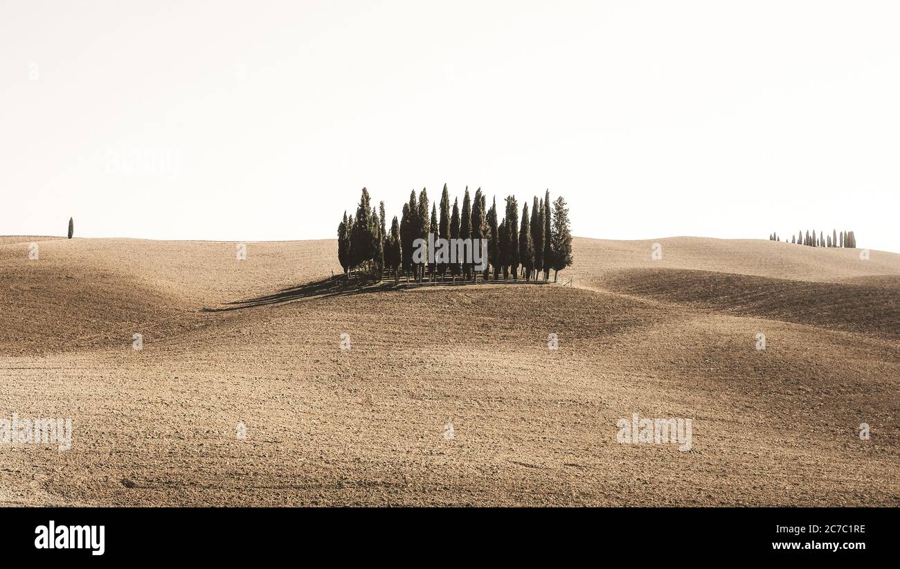 Vertical shot cypress tree hi-res stock photography and images - Alamy