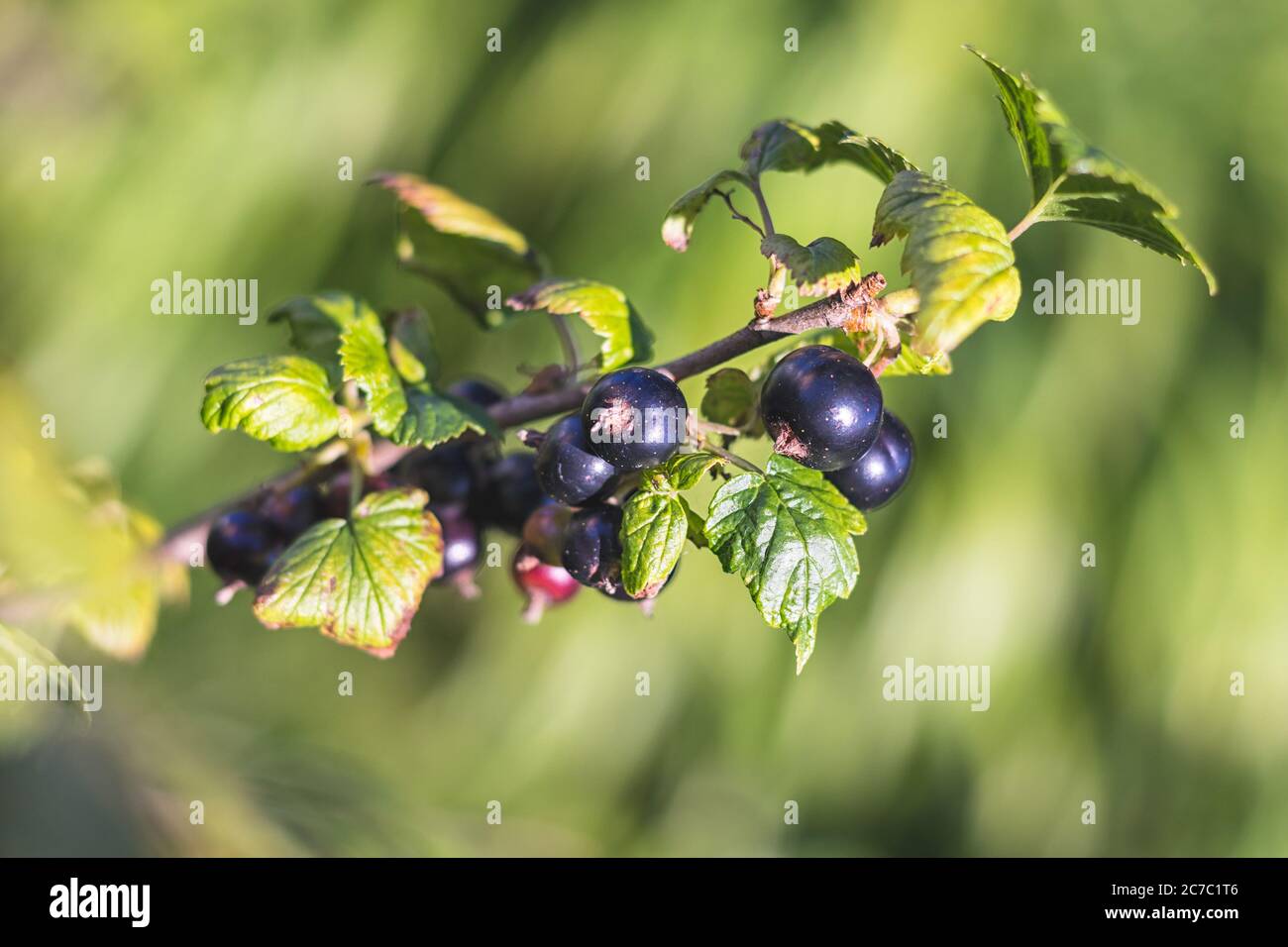 Black currant - close-up view - growing on bush, in the garden Stock ...