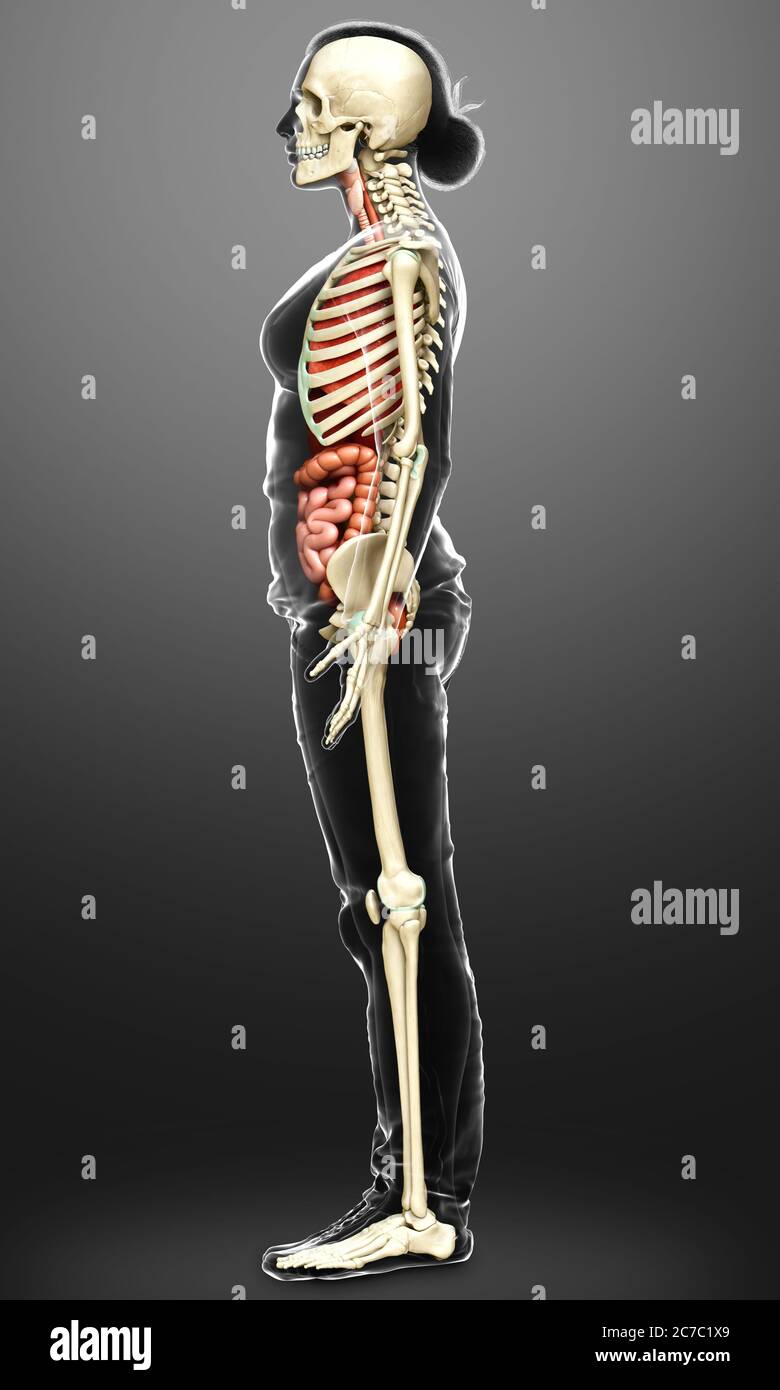 3d rendered medically accurate illustration of female Internal organs ...