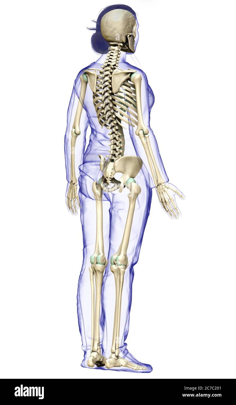3d rendered, medically accurate illustration of a female skeleton ...