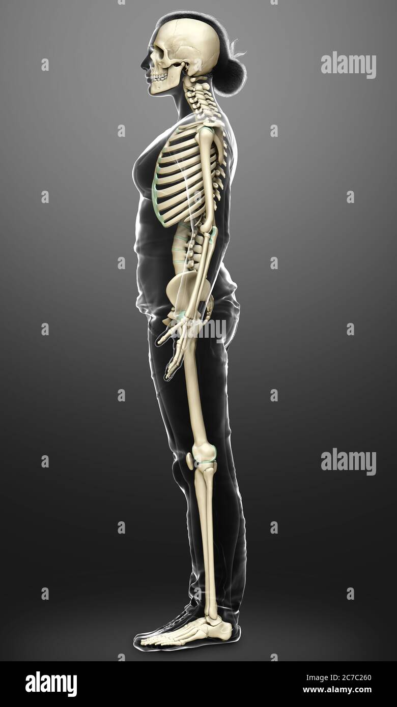 3d rendered, medically accurate illustration of a female skeleton ...