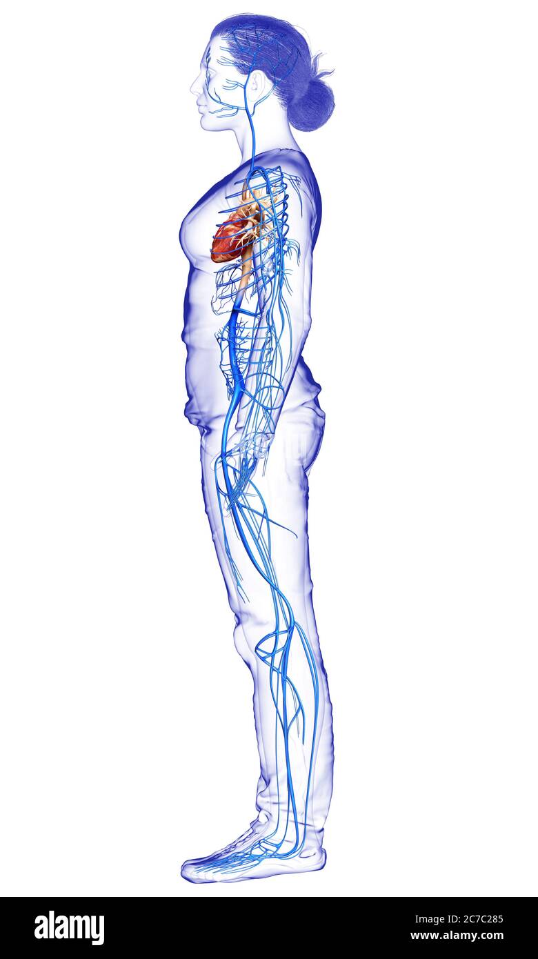 3d rendered medically accurate illustration of a female Veins anatomy ...