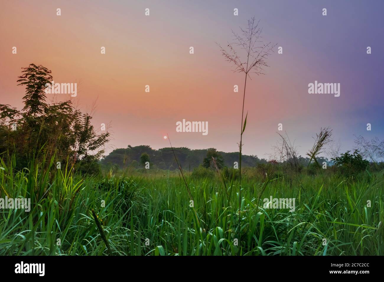 Sunrise view of a green grass field surrounded by green trees, Queen ...