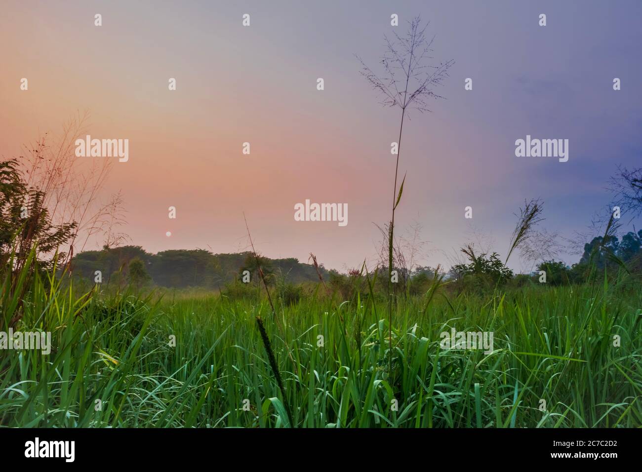 Sunrise view of a green grass field surrounded by green trees, Queen ...