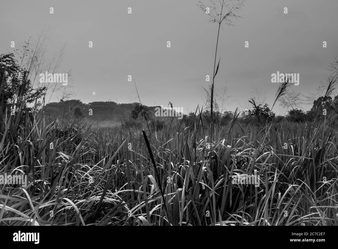 Sunrise view of a green grass field surrounded by green trees, Queen ...