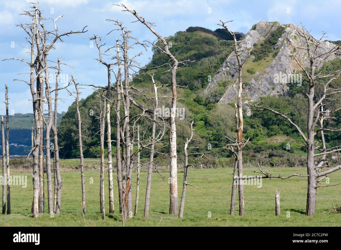 Trees destroyed by sea water caused by a breached sea wall Cwm Ivy salt ...