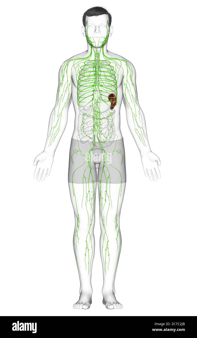 3d rendered medically accurate illustration of a male lymphatic system ...