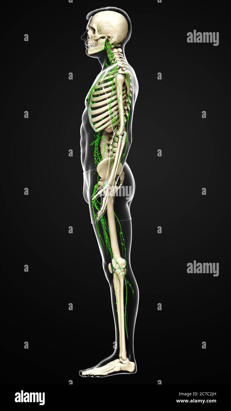 3d rendered medically accurate illustration of a male lymphatic system ...