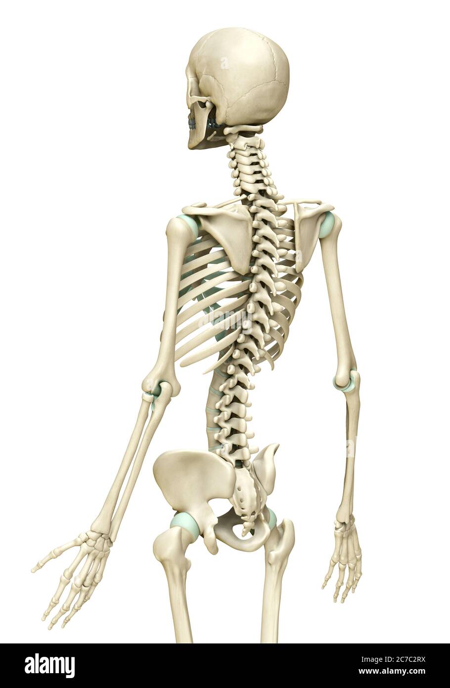 3d rendered, medically accurate illustration of the skeleton system ...