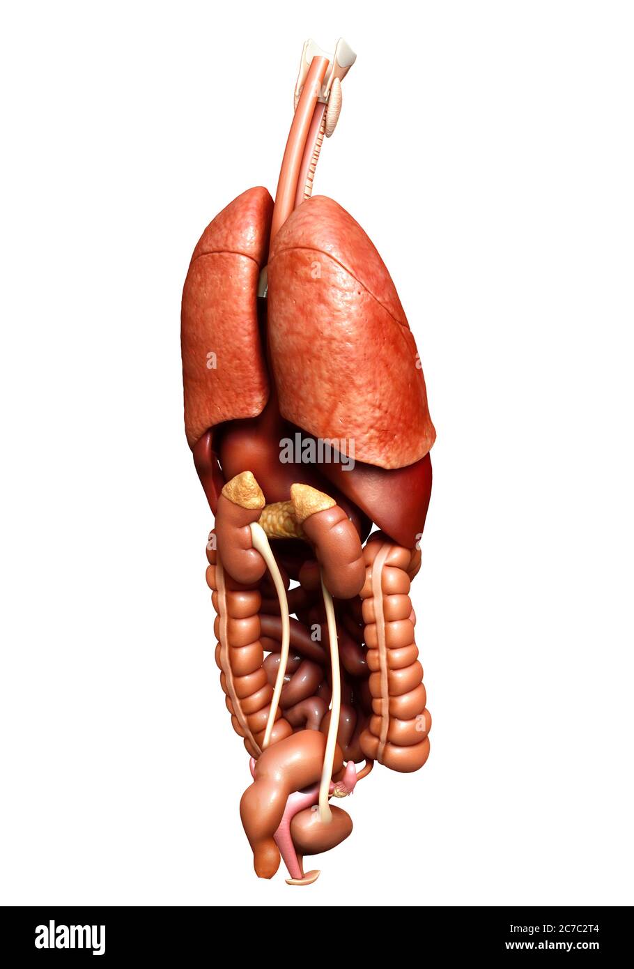 3d rendered medically accurate illustration of Internal organs Stock ...