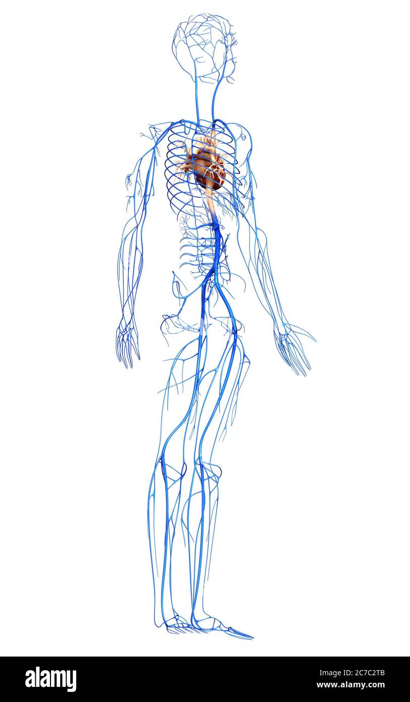 3d human body veins Cut Out Stock Images & Pictures - Alamy