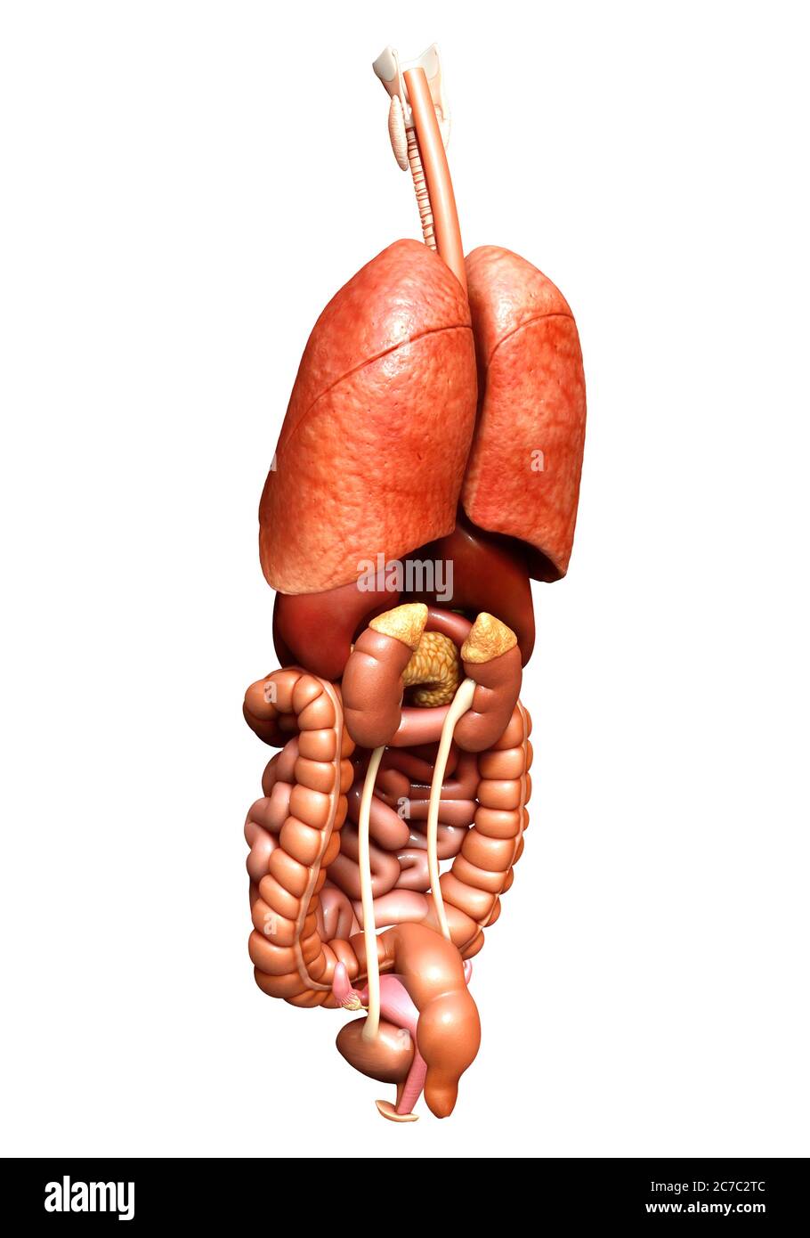 3d rendered medically accurate illustration of Internal organs Stock ...