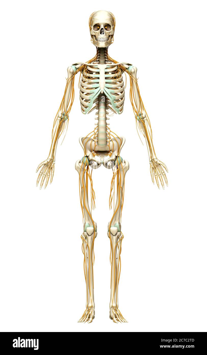 3d rendered medically accurate illustration of the nervous system and ...