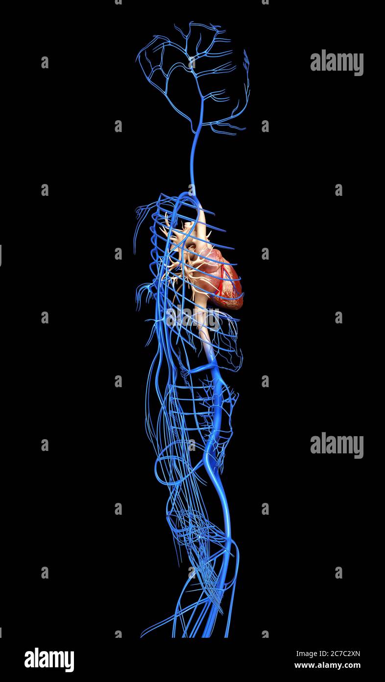 3d rendered medically accurate illustration of the Veins Stock Photo ...