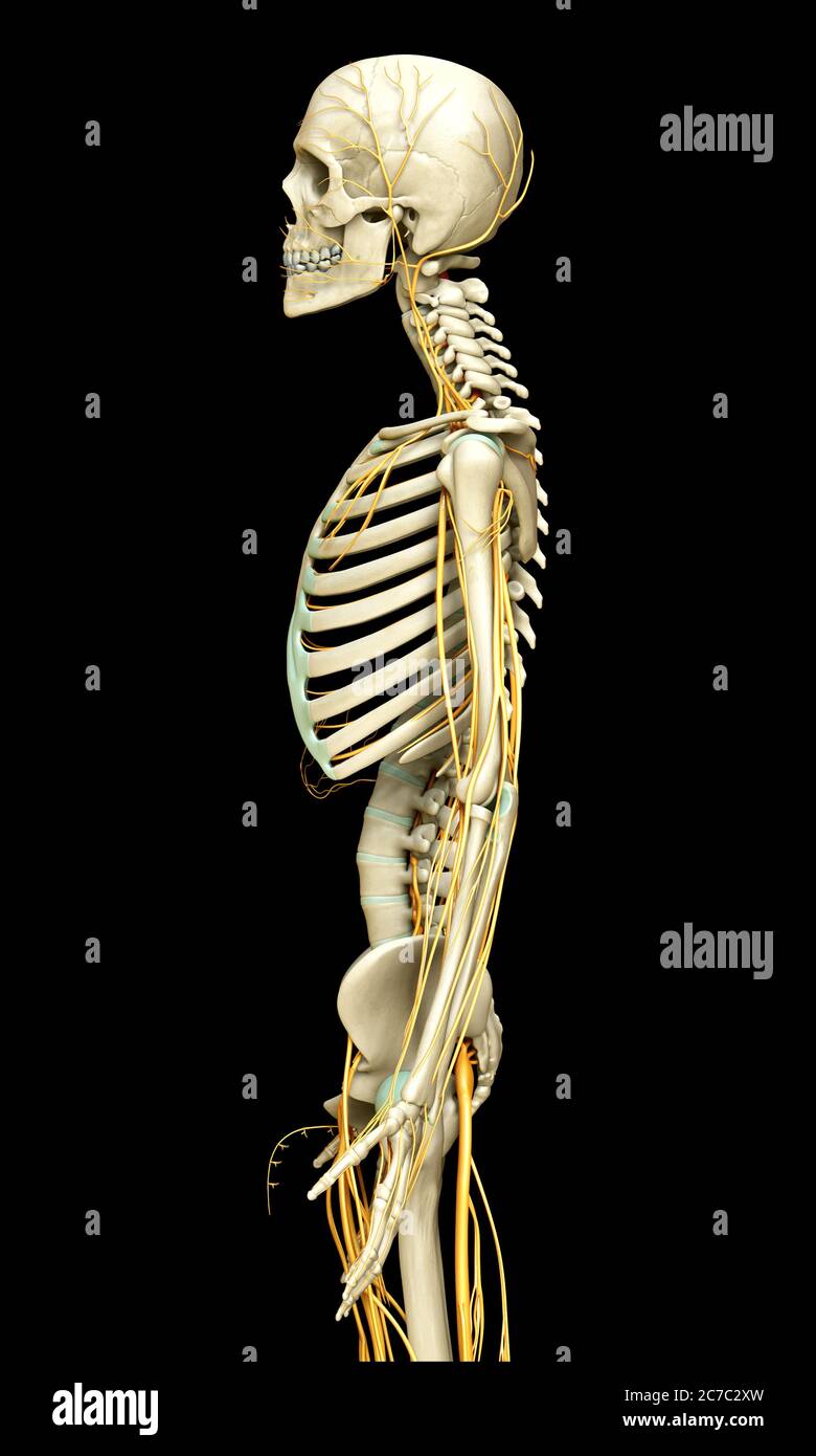 3d rendered medically accurate illustration of the nervous system and ...