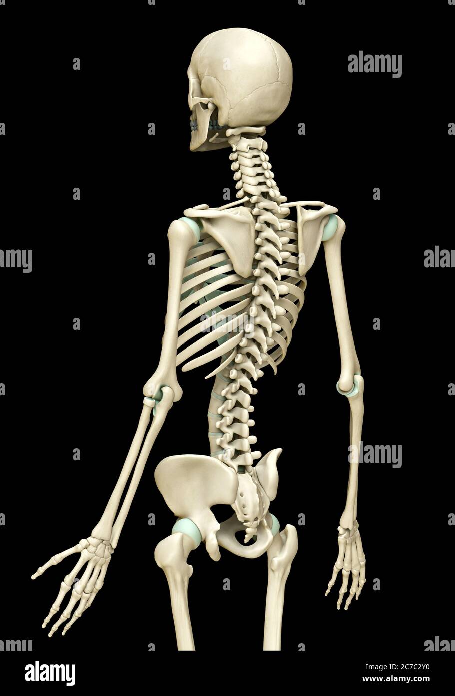 3d rendered, medically accurate illustration of the skeleton system ...