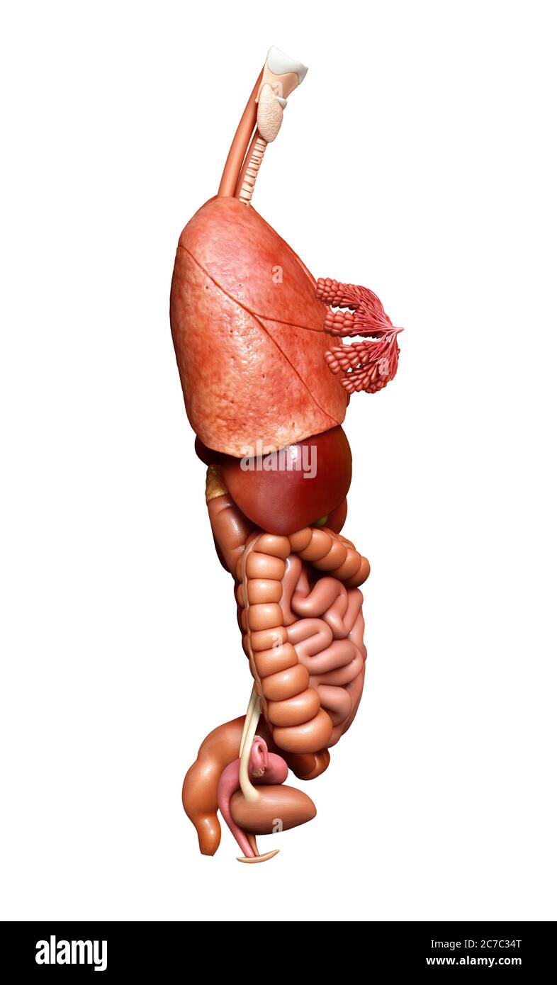 3d rendered medically accurate illustration of Internal organs Stock ...