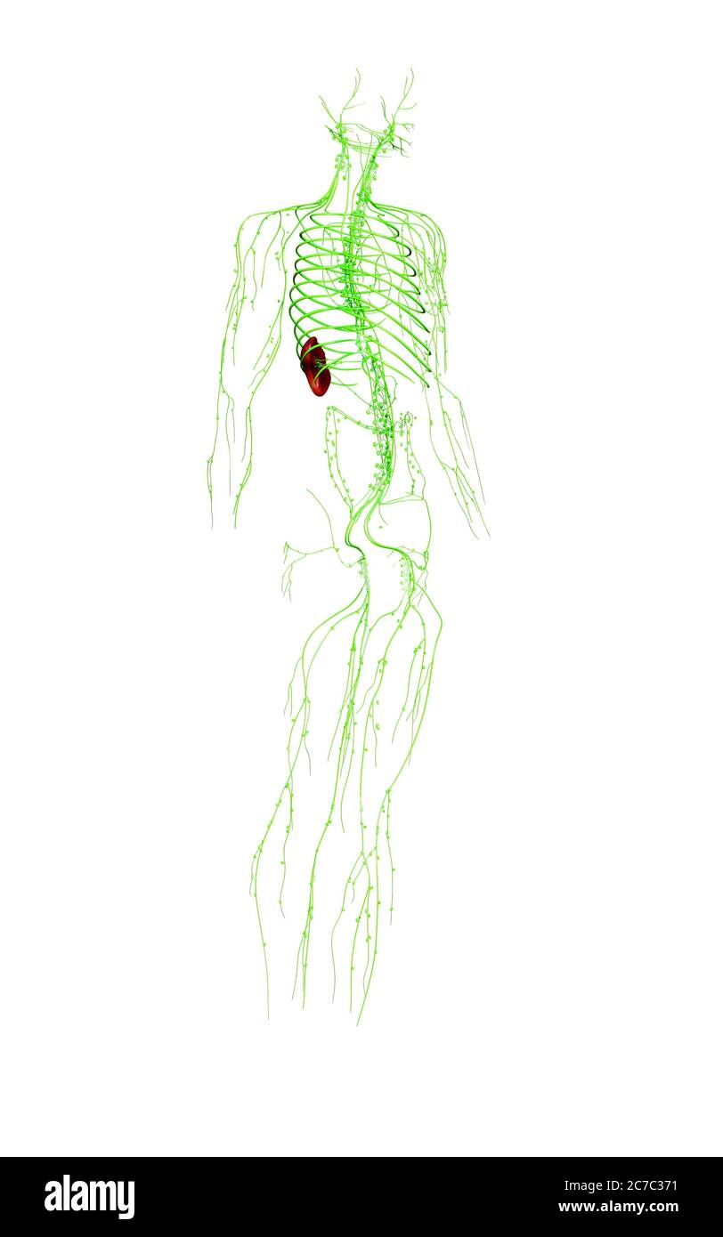 3d rendered medically accurate illustration of the lymphatic system ...