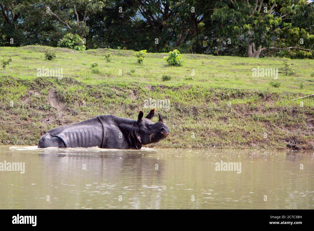 Rhino in assam plains hi-res stock photography and images - Alamy