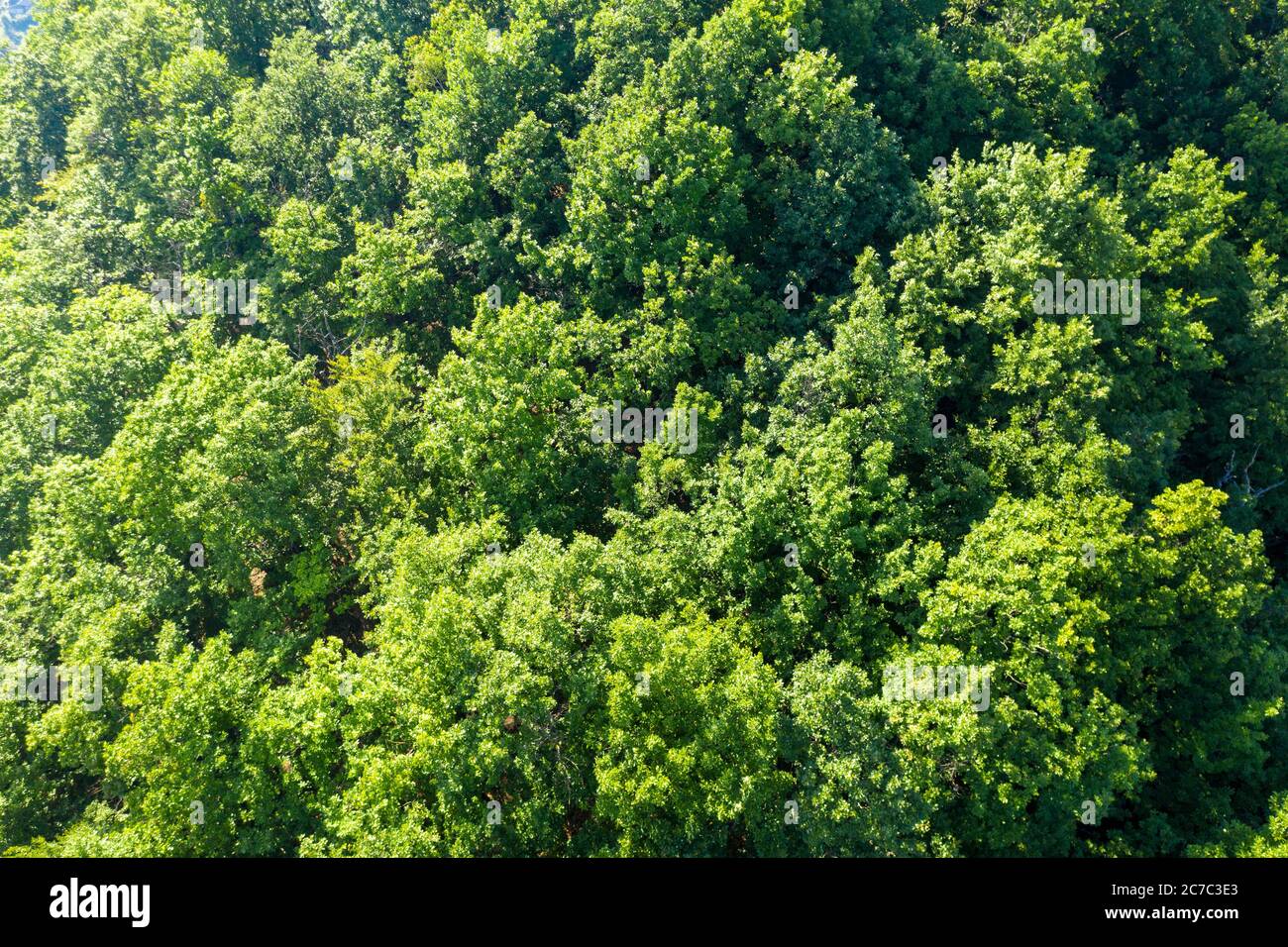 Aerial view oak tree hi-res stock photography and images - Alamy