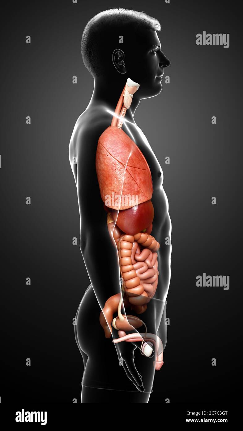 3d rendered medically accurate illustration of male Internal organs ...