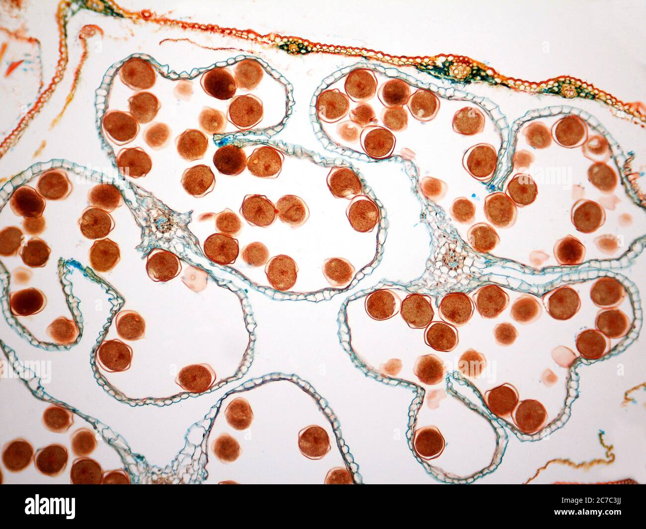 Starch cells hi-res stock photography and images - Alamy