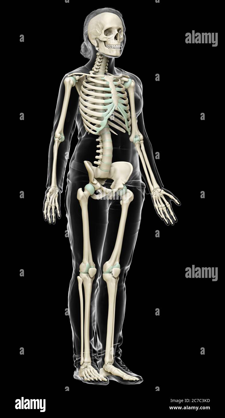 3d rendered, medically accurate illustration of a female skeleton ...