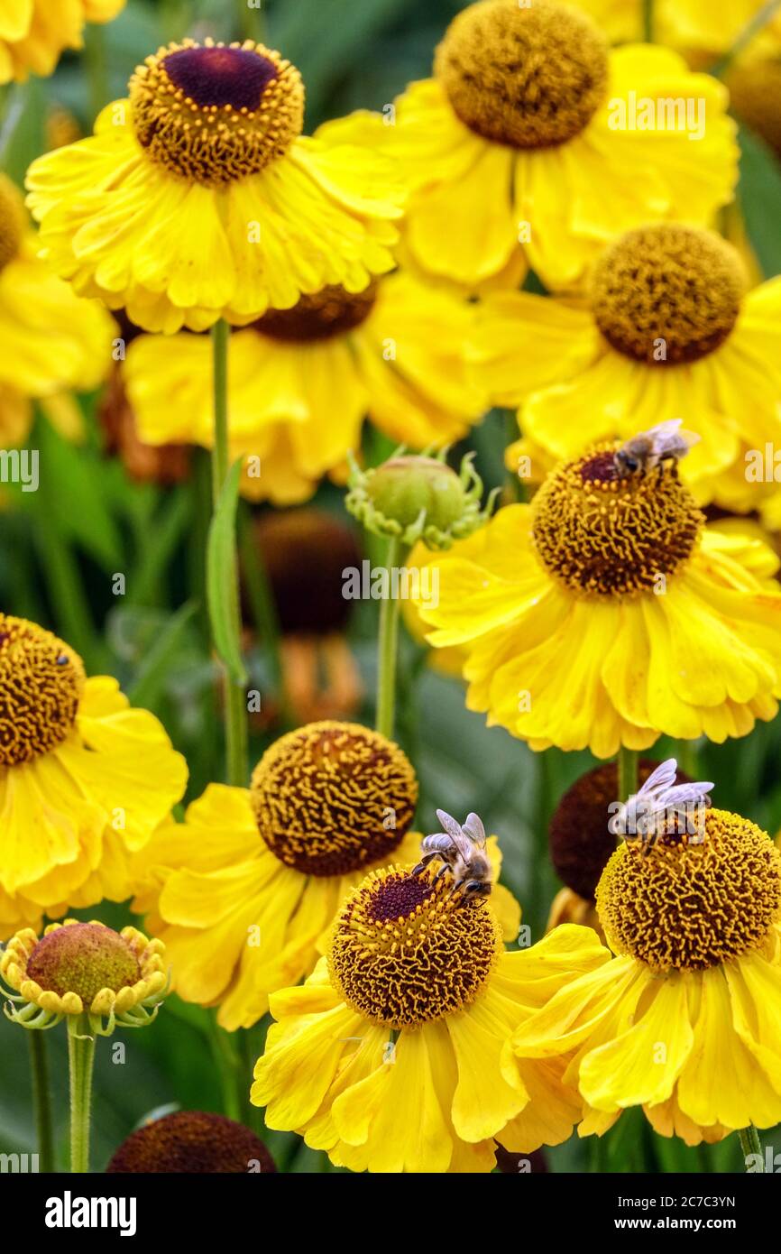 Yellow Helenium "El Dorado" Sneezeweed flowers Heleniums bees Stock ...
