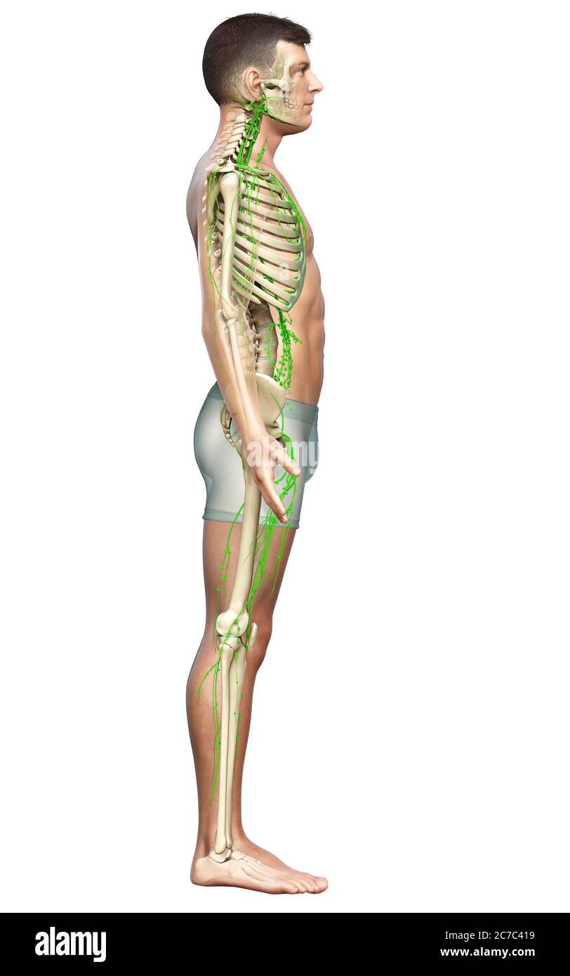 3d rendered medically accurate illustration of a male lymphatic system ...