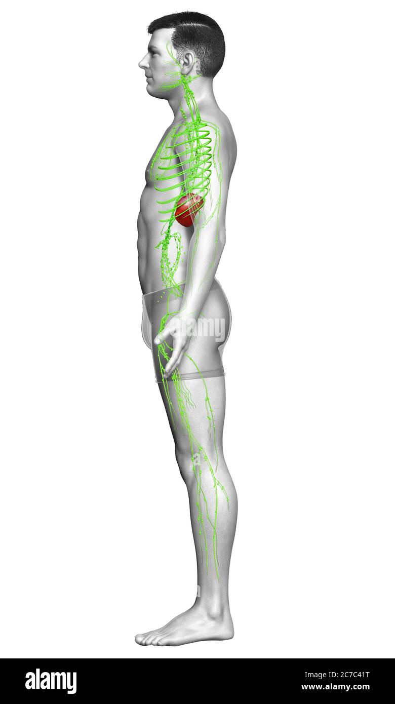 3d rendered medically accurate illustration of a male lymphatic system ...