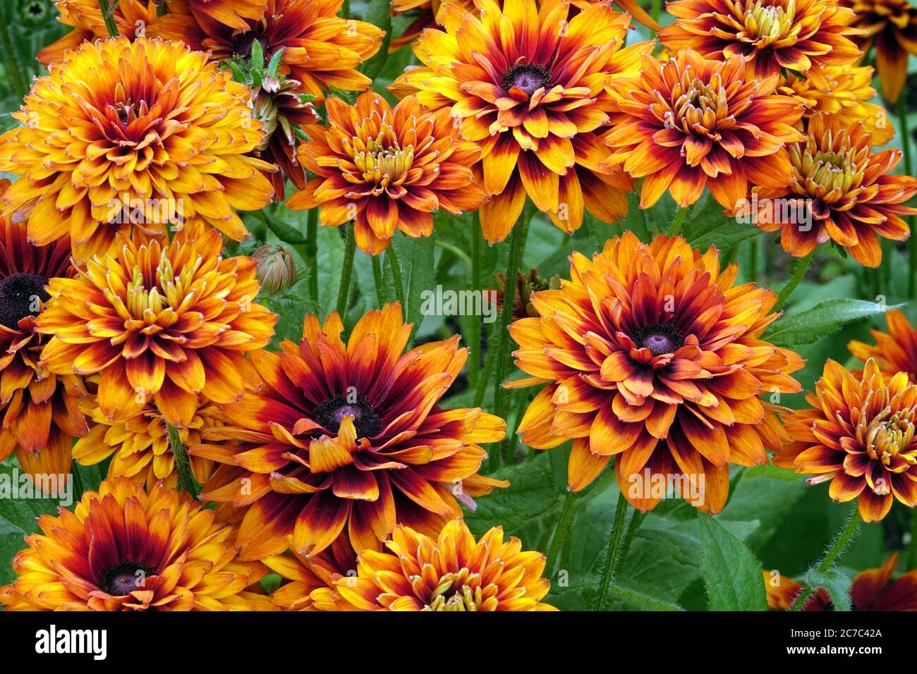 Rudbeckia Cherokee Sunset Stock Photo - Alamy