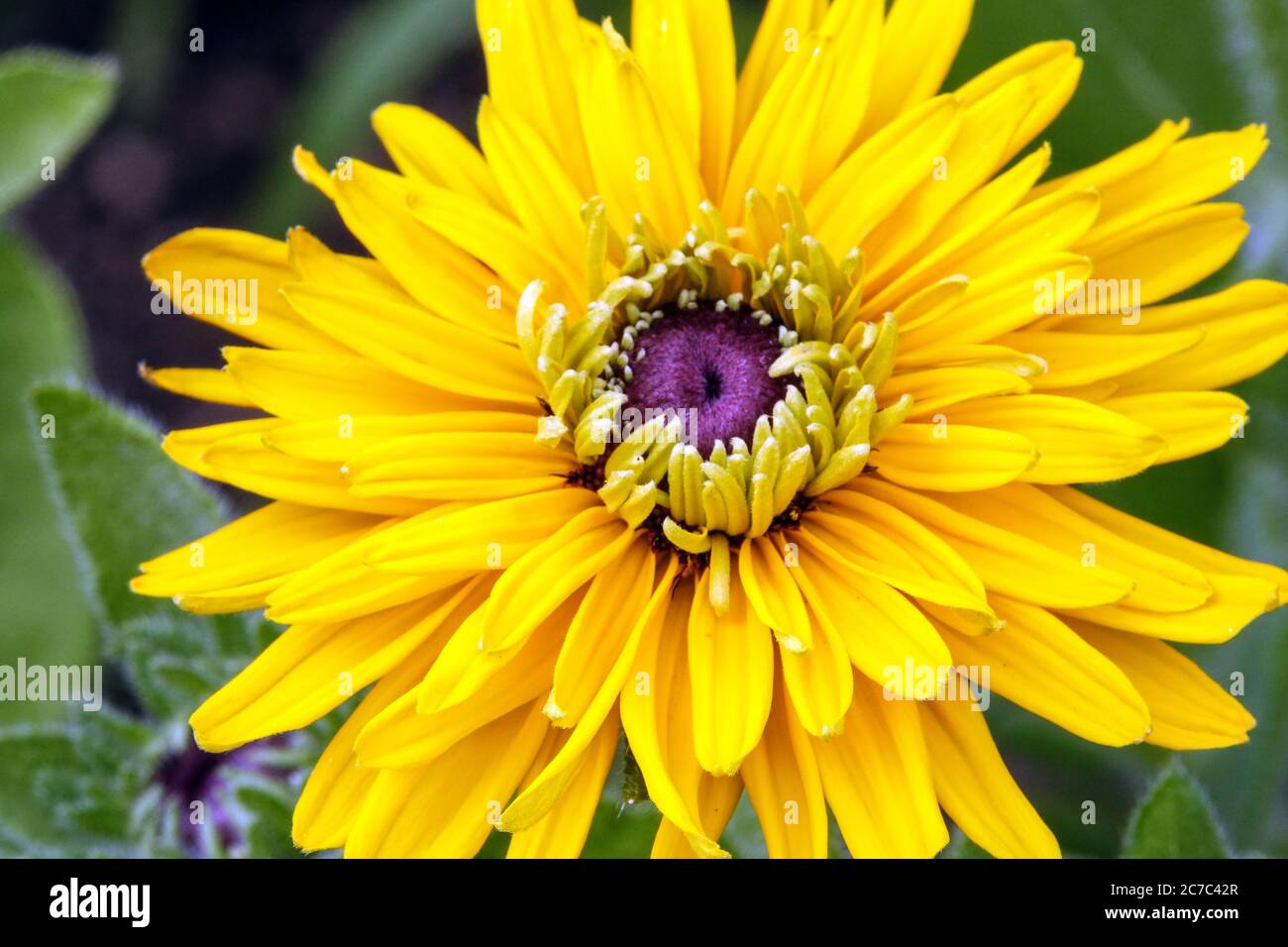 Yellow Rudbeckia Maya Rudbeckia Flower Stock Photo - Alamy