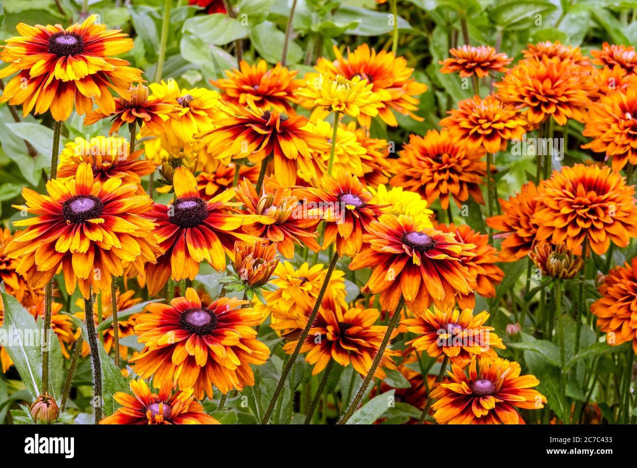 Orange rudbeckias hi-res stock photography and images - Alamy
