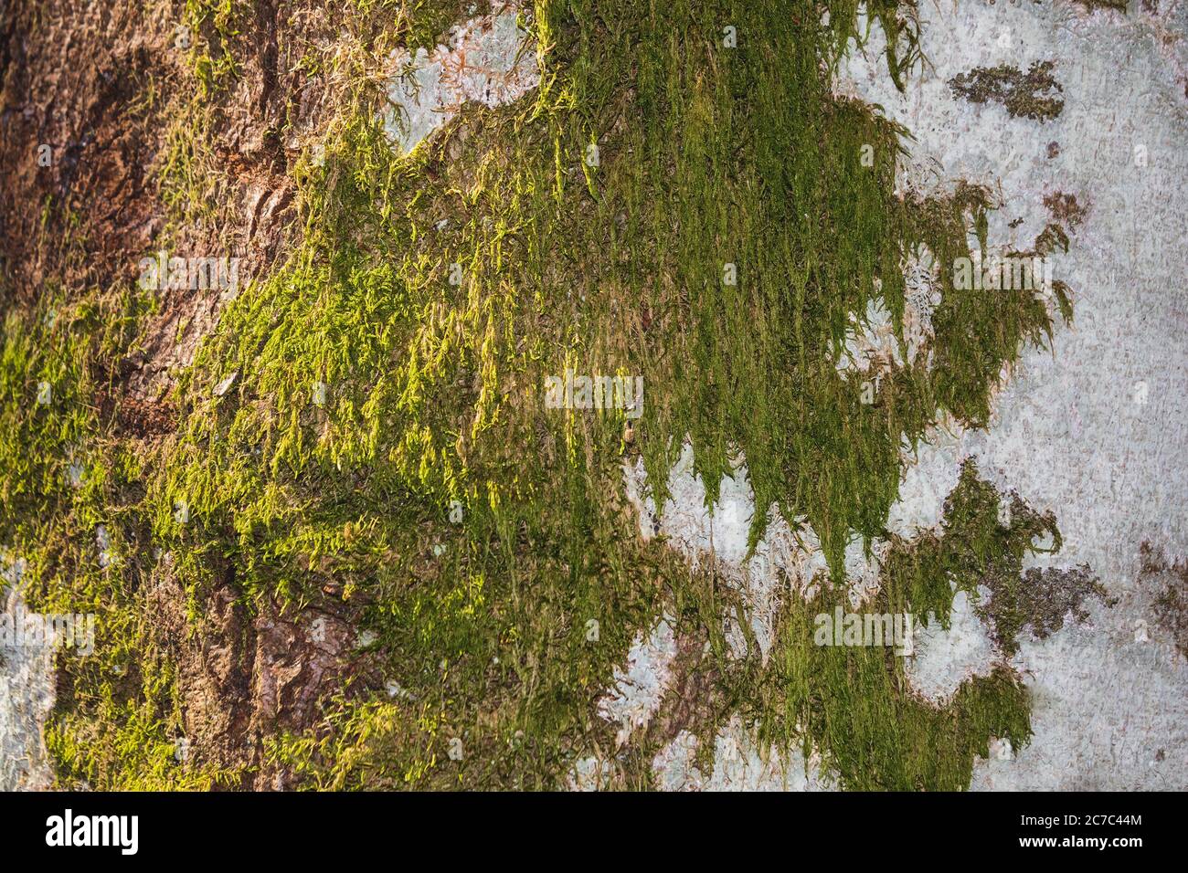 green moss on white birch tree bark, close up view Stock Photo - Alamy