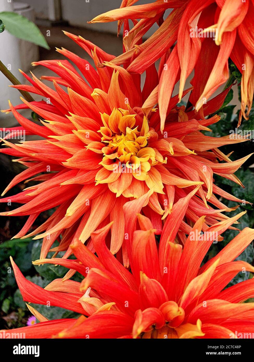 Pointy tail hi-res stock photography and images - Alamy