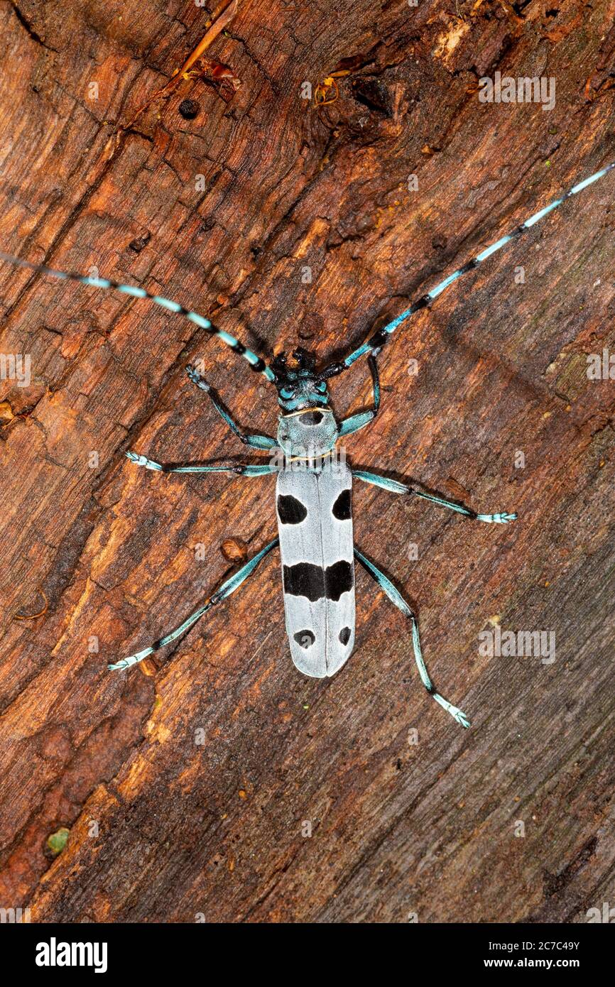 The close-up of the Rosalia longicorn (Rosalia alpina) or Alpine ...