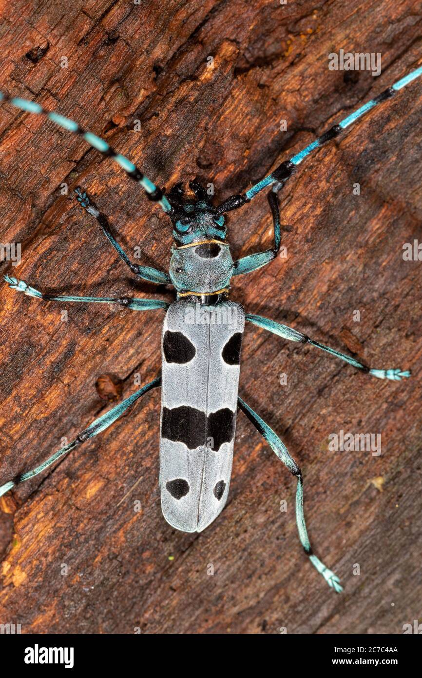 The close-up of the Rosalia longicorn (Rosalia alpina) or Alpine ...