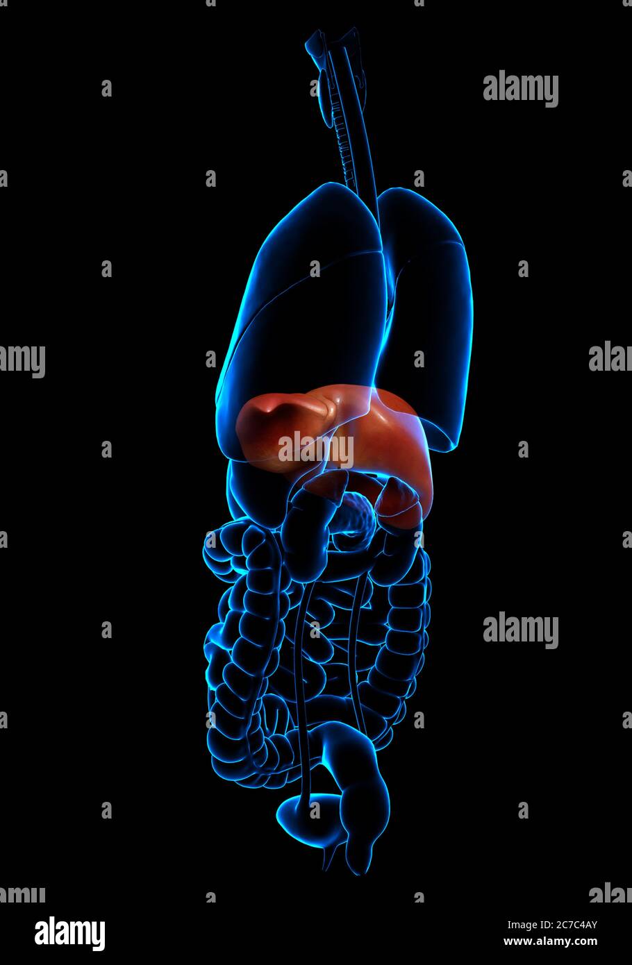3d rendered, medically accurate illustration of Liver Anatomy Stock ...