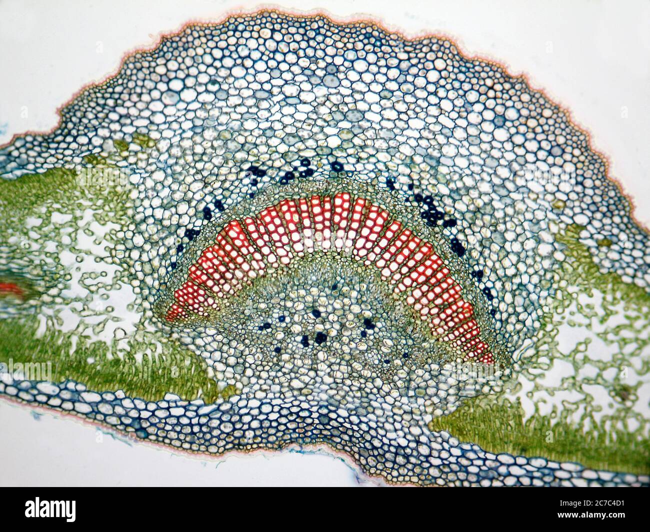 Cross Section Of Leaf Microscope